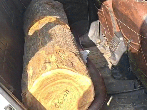 MP Sagar Blackbuck Poaching Case; Teak Wood | Rahatgarh Forest