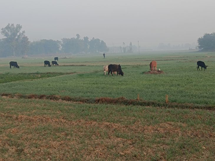 Stray animals create havoc in Harpur Budhat