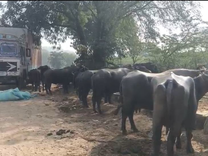 Container full of cattle worth Rs 7 lakh seized, 3 arrested