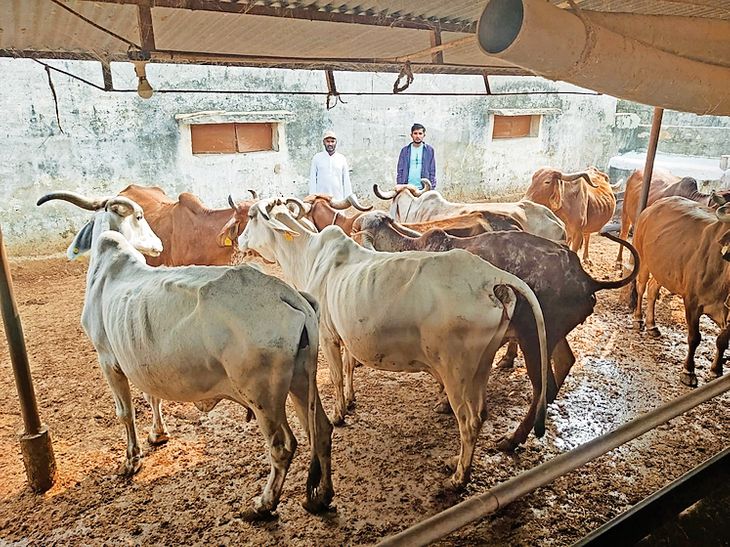 Rapidly increasing cattle population may cause chaos in the cow shelter ...