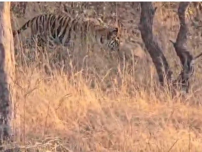 Tigress P-142 spotted with cubs in Panna Tiger Reserve