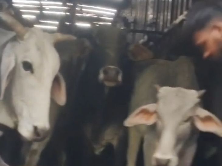 Cattle smuggling in container, 50 cattle saved