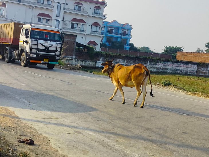 Stray animals pose a risk of accidents in Bara Nyaya Panchayat