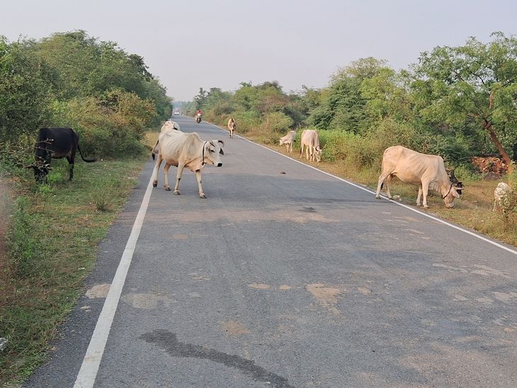 Stray animals create havoc in Hata