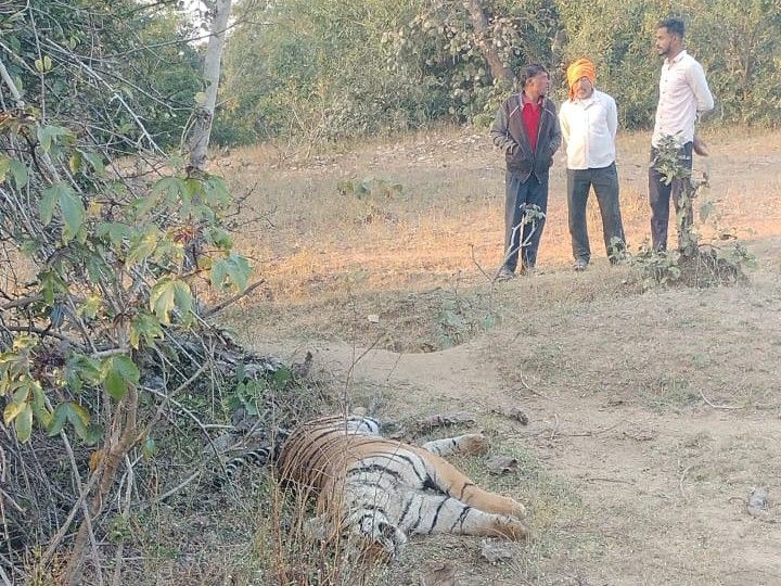 Balaghat Tigress Death Mystery; Katangi Forest Range | Anjanbihari