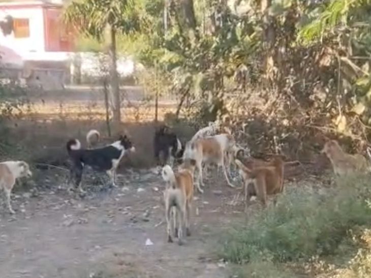 Street dog attacks Nepanagar, 4 injured