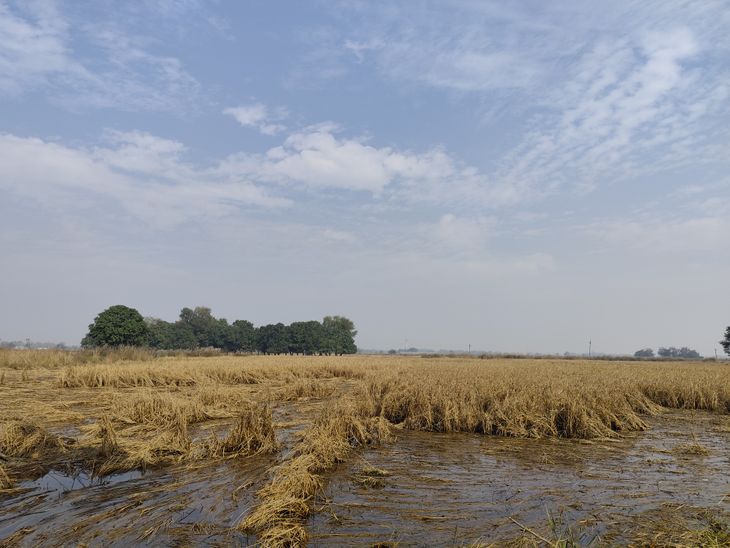 Rabi crop cultivation lags behind target, with only 19.39% of Rabi ...