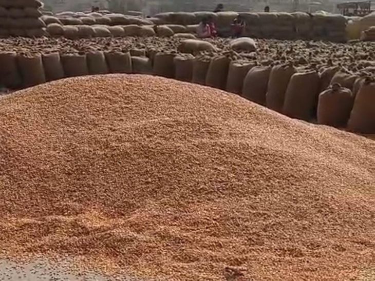 Chhabra Mandi opens, bumper arrival of farmers | छबड़ा मंडी खुली ...