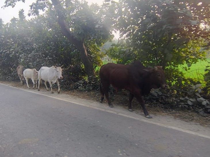 Accidents caused by stray animals at Karamnagar intersection