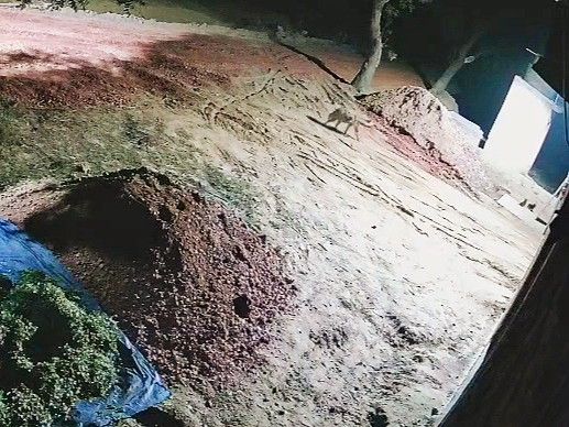CCTV footage shows a hyena in Kheragarh, Agra. | आगरा के खेरागढ़ में ...