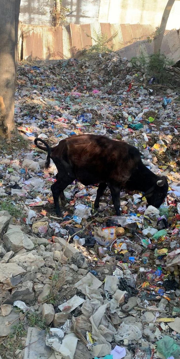 Undeclared garbage depots are spreading filth in the area.