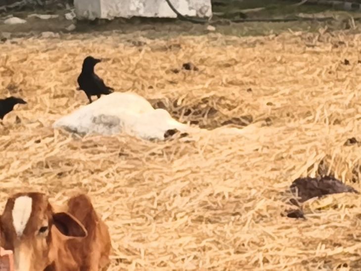 Dead cattle in Naugawan cowshed, crows pecking at the carcasses