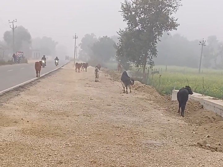 Destitute cattle suffer due to cold wave in Maya Bazaar | मया बाजार में ...