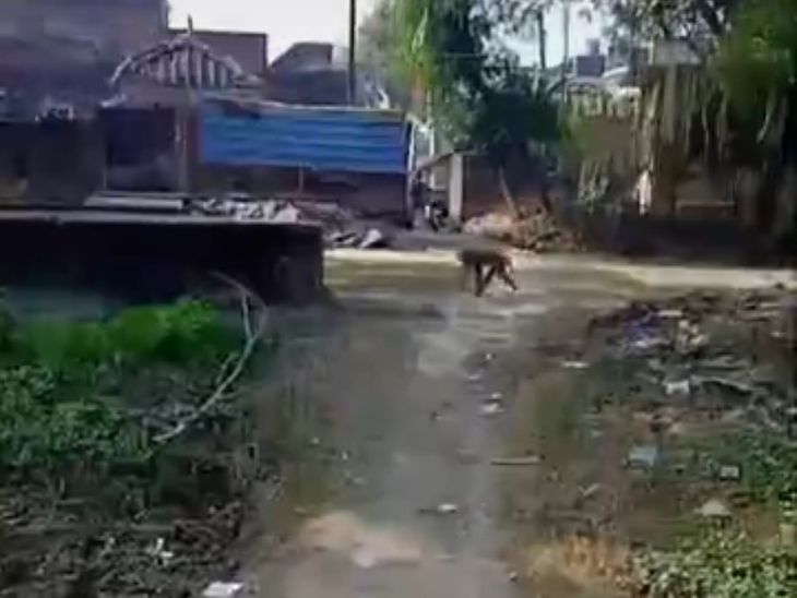 Monkeys wreak havoc in Milkipur, ruining crops