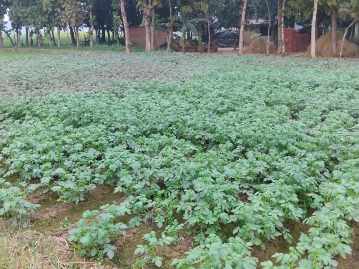 Fog and wild animals ruin potato crop