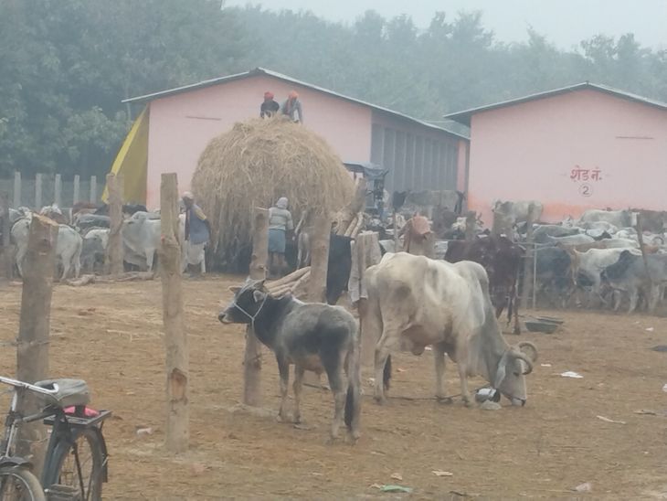 Stray animals are weak in cow shelters | गो आश्रय केंद्रों में बेसहारा ...