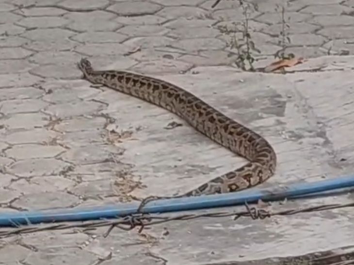 An 8-foot-long python was found at the BSNL exchange. | BSNL एक्सचेंज ...