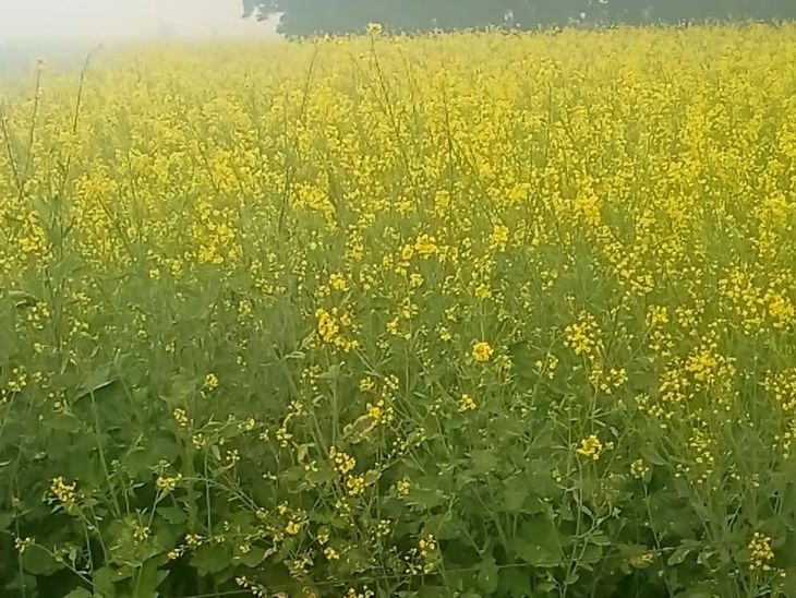 Weather changes in Amethi, farmers worried