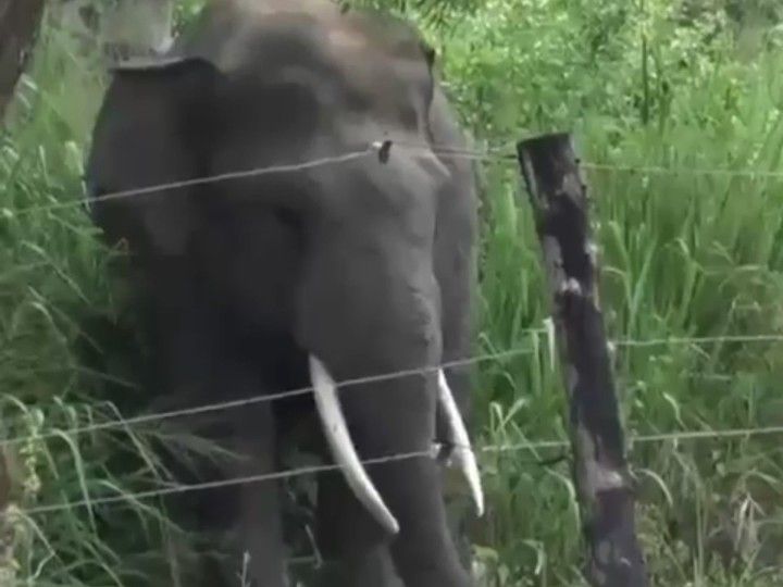 Elephant terror in Korba, 3 deaths in 72 hours