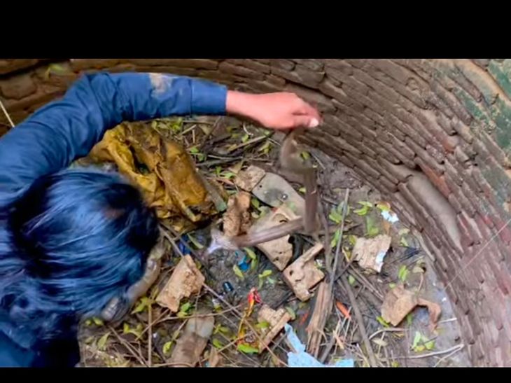 Poisonous snake found in 50 feet deep well