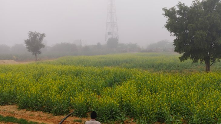 Fog has become a lifeline for Rabi crops, yield will increase | रबी ...