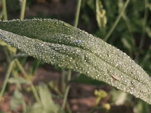 Dew settled on crops in Alwar, VIDEO
