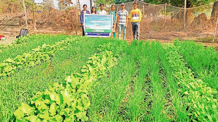Explain the benefits of intercropping to farmers