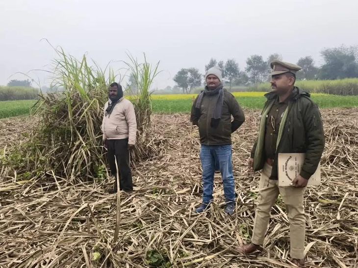 The female leopard has changed the location of her cubs | मादा तेंदुए ...