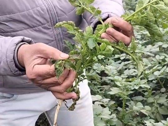 Disease in potato-mustard crop due to fog