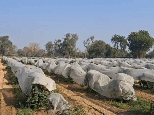 In Jalore, the cold increased during the day as well as at night ...