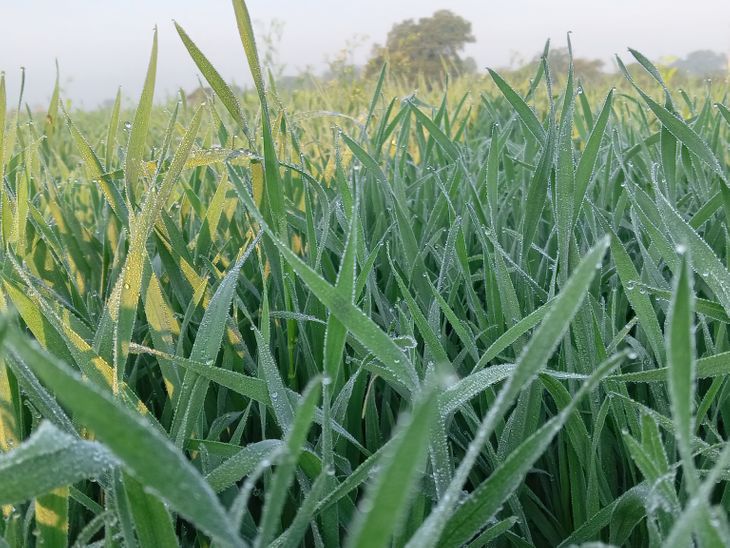 Khargone's temperature dropped to 9.2 degrees. | खरगोन में तापमान गिरा ...