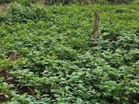 Potato crop benefits from cold and fog