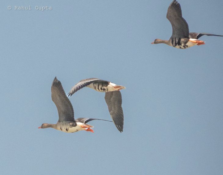Rare bird species Greater White-fronted Goose spotted at NTPC's ash dyke