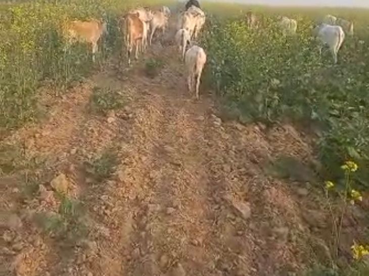 Stray cattle destroy crops in Prayagraj | प्रयागराज में आवारा गोवंश से ...