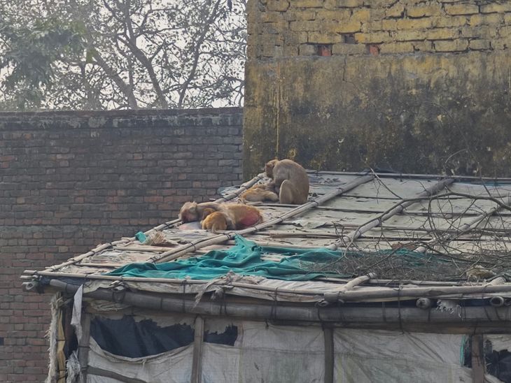 Mischievous monkeys create havoc in Tigri village of Gajraula.