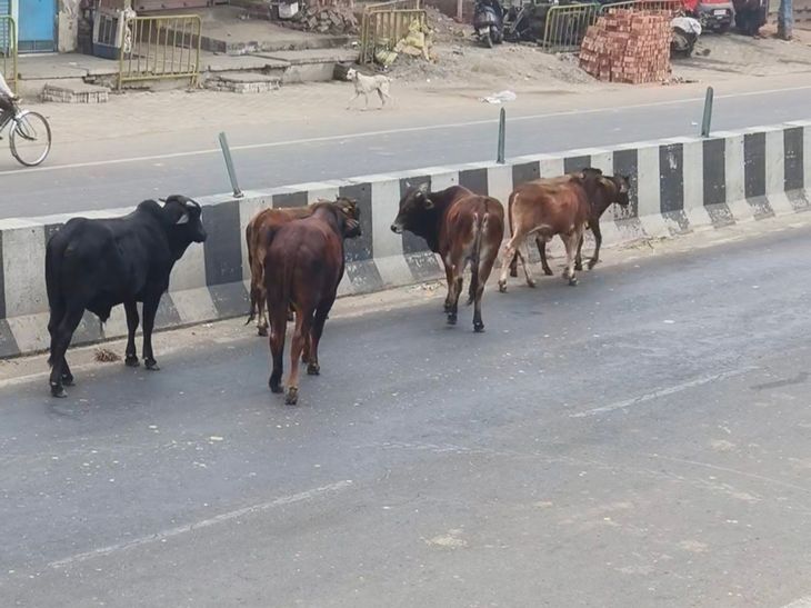 Stray animals cause accidents in Shamli