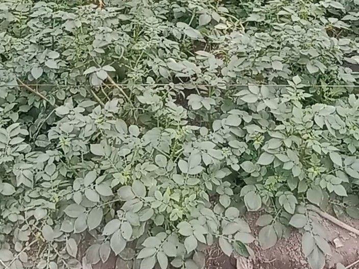 Dense fog and lack of sunlight pose a threat to potato and mustard ...