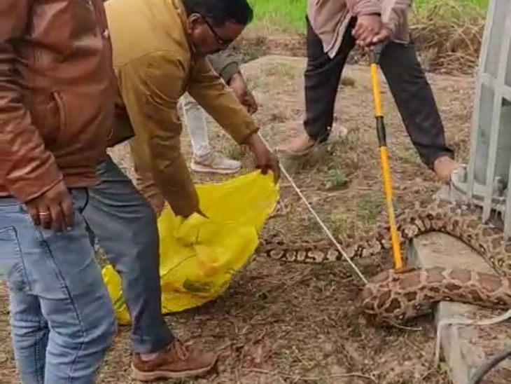 A huge python was found near Jio Tower.
