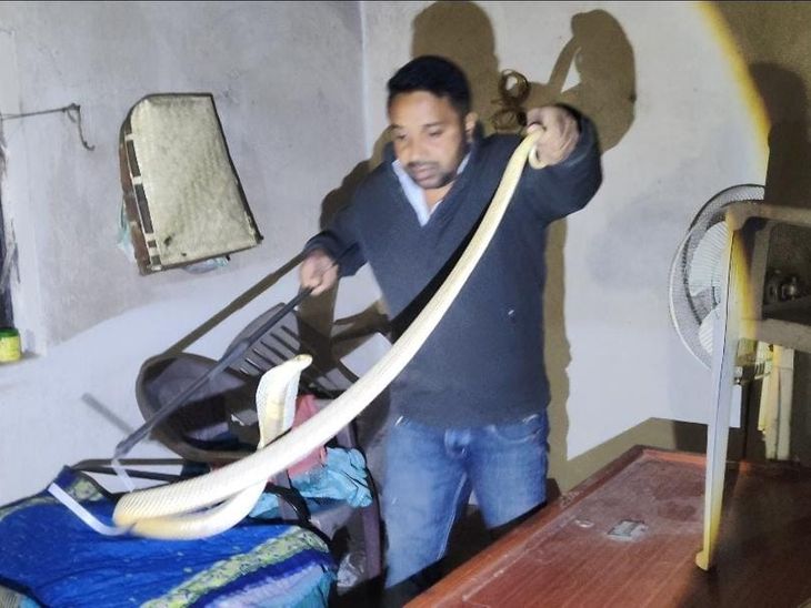 A 5-foot cobra was found among chairs in a house. | घर में कुर्सियों के ...