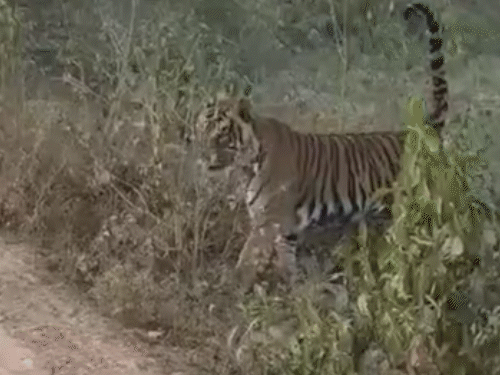 Tiger passes by safari gypsy VIDEO