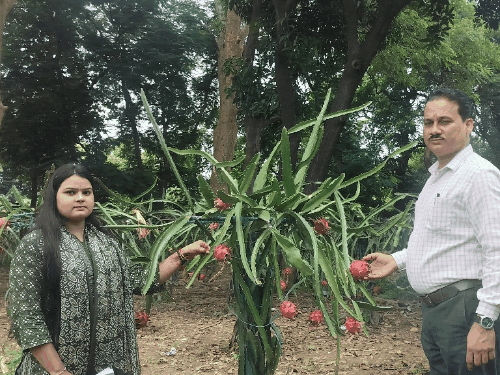 Dragon fruit's weight, size and sweetness increased in Kanpur