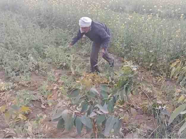 Fog threatens potato, tomato crops in Lucknow