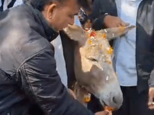 Udaipur Farmers Protest on Urea Shortage | Rajasthan Donkeys Fed Gulab ...