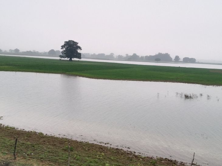 Wheat crops submerged due to release of water from Adwa Dam | अदवा-बांध ...