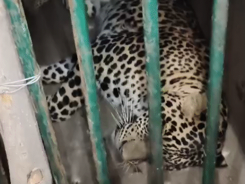 Leopard enters house in Prayagraj Rescue team called from Kanpur