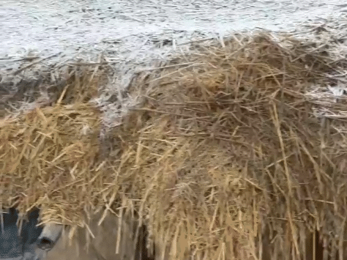 Himalayan winds will increase the cold in Chhattisgarh.
