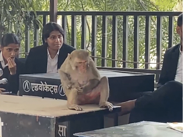 Monkey attacks lawyers, constable in court premises
