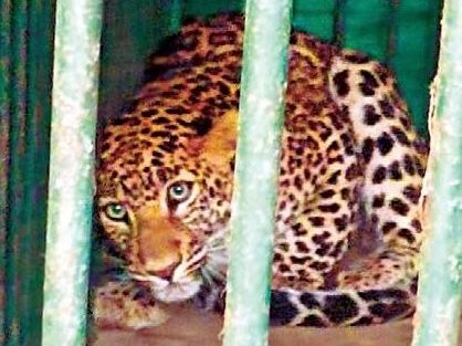 Forest SDO furious over not treating injured leopard