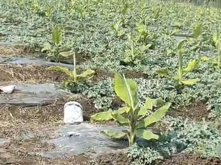 Manawar Farmers Intercropping Success: Watermelon Funds Banana ...