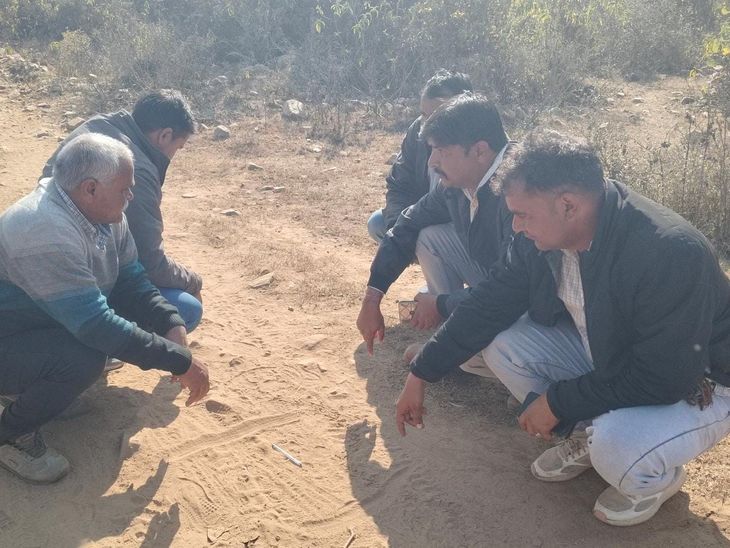 Tiger Cubs Spotted Near Rehdiya Village | Sariska Forest Officials Search